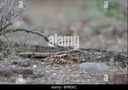 Slender-tailed nightjar - Mozambique Nightjar - Reichenow's Nightjar ...
