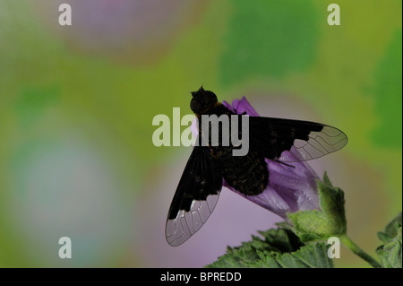 Bee-fly (Anthrax anthrax) on flower in summer - its larvae are nest ...