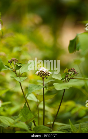 White flowers of lesser snakeroot, Eupatorium aromaticum, Ageratina ...