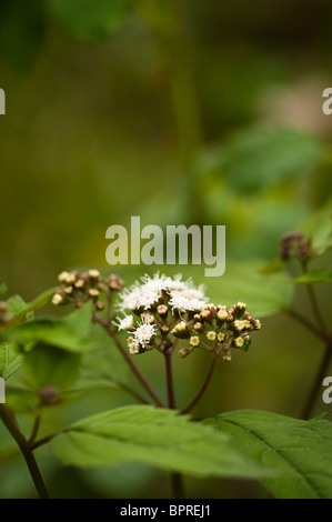 White flowers of lesser snakeroot, Eupatorium aromaticum, Ageratina ...