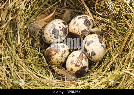 Closeup view of quail eggs. Macro shot Stock Photo - Alamy