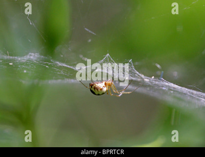 sheet-web spider, Money Spider, sheet-web weaver, line-weaving spider ...