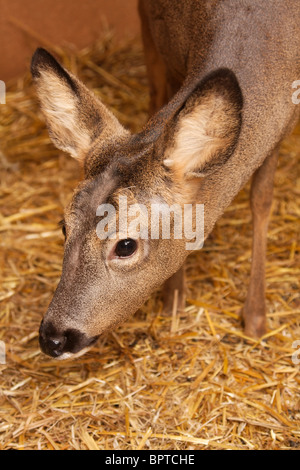 Beautiful deer in wildlife sanctuary Stock Photo - Alamy