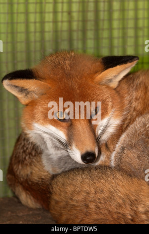 A red fox is curled up in a relaxed pose beneath a tree trunk, gazing ...