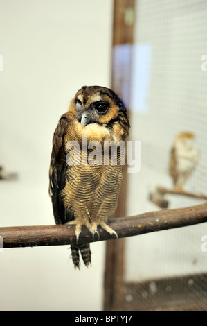 Brown wood owl (Strix leptogrammica) perched in a tree. Also known as ...