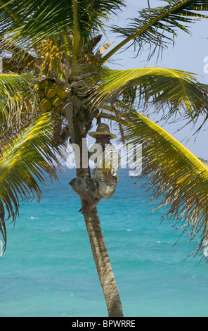Dr Mongoose climbing a Coconut Palm tree, Bottom Bay Stock Photo - Alamy