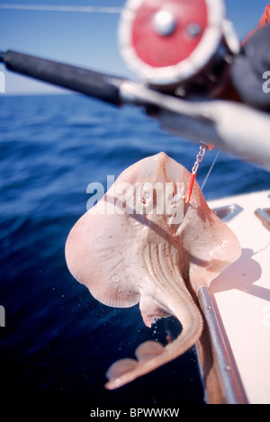 Fishing off Chatham, Massachusetts Stock Photo - Alamy