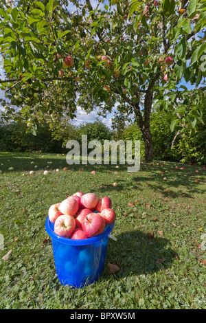 fresh apples collected in the garden folded into a basket, summer 2018 ...