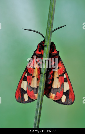 Cream-spot tiger moth (Epicallia villica - Arctia villica) - Head ...