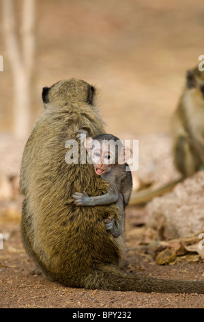 Callithrix Monkey Cercopithecus sabaeus young pollen on face feeding on ...