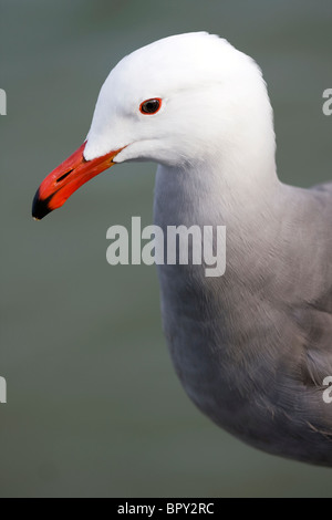 Birds, Closeup of seagull feet, red orange webbed and legs of a white ...