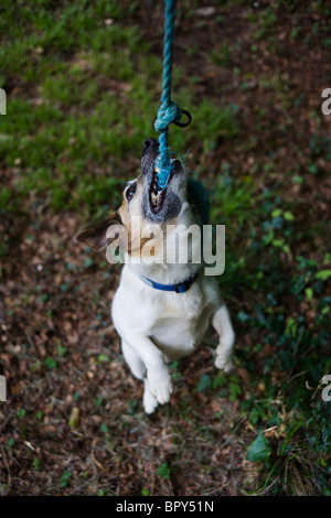 Pet Terrier dog plays harmlessly at biting frayed rope in a home garden ...