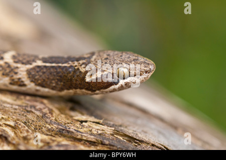 Texas night snake, Hypsiglena torquata jani, in hand, native to ...