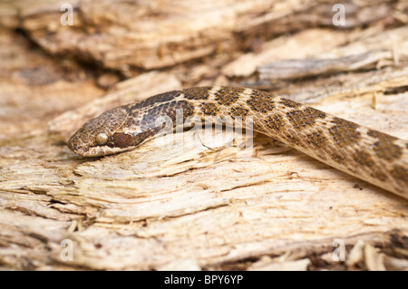 Texas Night snake, (Hypsiglena jani texana), Black Gap Wildlife ...