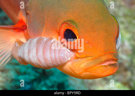 Creole fish (Paranthias furcifer) with Isopod parasite (Anilocra sp or ...