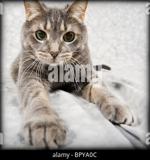 Gaze of a gray striped cat Stock Photo - Alamy