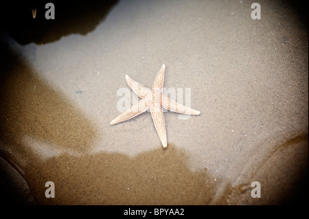 Common Starfish in rock pool. Devon. UK Stock Photo - Alamy