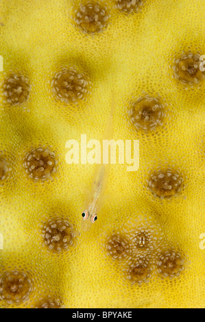 Translucent coral goby, Bryaninops erythrops, Lembeh Strait, North ...