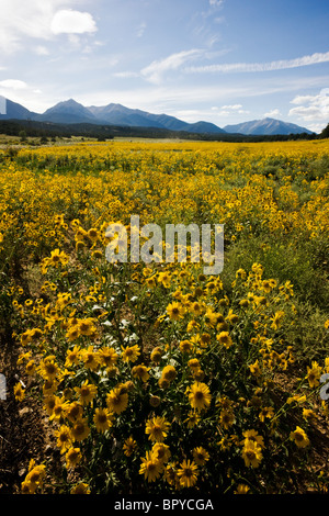 Ranch pasture full of wild sunflowers along the Collegiate Peaks Range ...