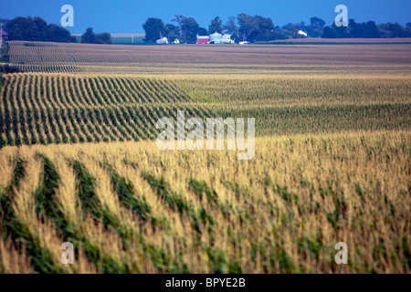 A Midwestern corn field Stock Photo - Alamy