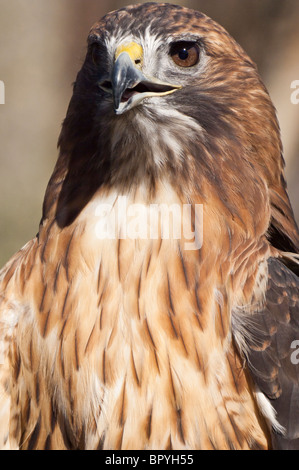 Female Red-tailed Hawk, Buteo jamaicensis, Minnesota, USA Stock Photo ...