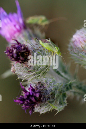 Common Green Capsid Bug (Lygocoris pabulinus) on leaf at edge of ...
