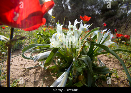 Israel, Negev, Anemone flowers in Beeri forest Stock Photo - Alamy