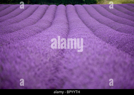 lavender flower bushes in the field to production of perfumes and ...