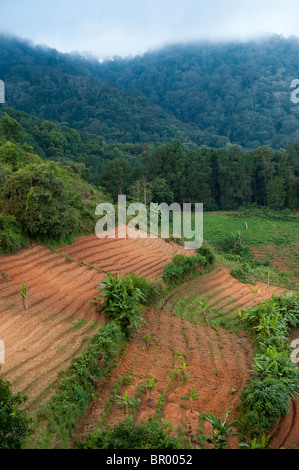 Misuku Hills, Mughese forest reserve, Malawi Stock Photo - Alamy