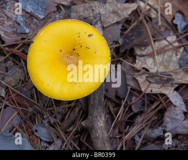 Michigan mushrooms in the wild Stock Photo - Alamy
