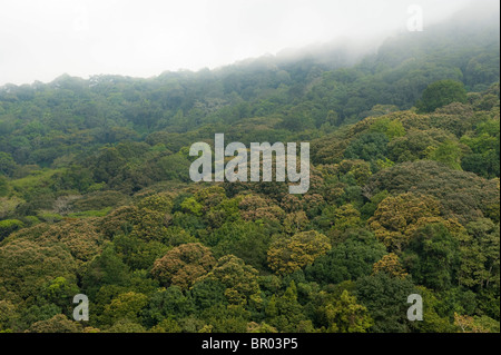 Misuku Hills, Mughese forest reserve, Malawi Stock Photo - Alamy