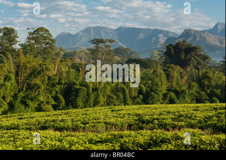 Lujeri tea estate, Mulanje Massif, Malawi Stock Photo - Alamy