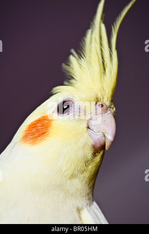 Close-up of head of Australian cockatiel, Nymphicus hollandicus, grey ...
