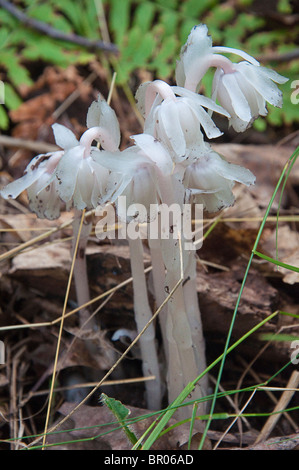 Indian Pipe (Monotropa uniflora) growing in boreal forest, Isle Royal ...