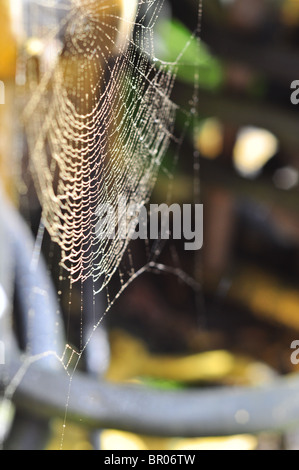 cobweb in the sun Stock Photo - Alamy