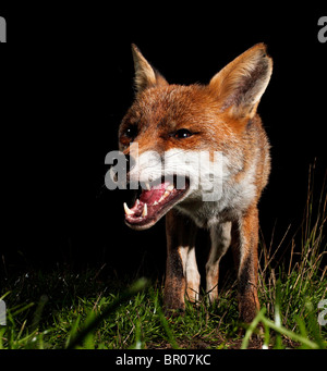Snarling Red Fox Vulpes vulpes looking for food in snow during winter ...