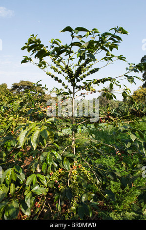 Coffee plantation, Karatu, Tanzania Stock Photo - Alamy