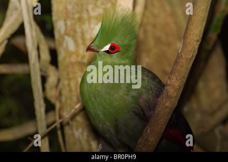 Knysna Turaco (Lourie) in a forest canopy Durban, Kwazulu-Natal; South ...