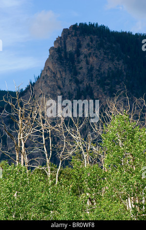 Aspen trees dying in Colorado Stock Photo - Alamy