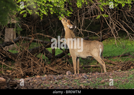 Blue Bull (Boselaphus tragocamelus) standing in water body Stock Photo ...