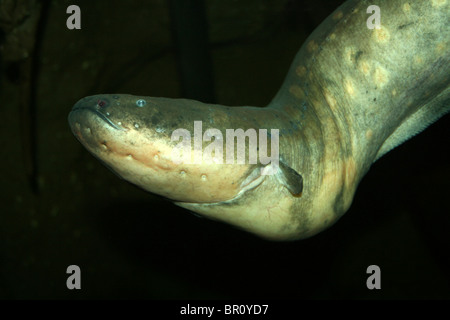 The electric eel (Electrophorus electricus) is a South American ...