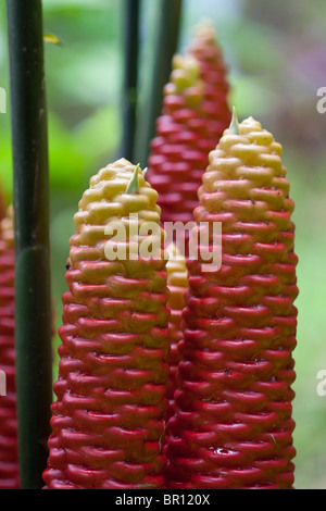 red and yellow Beehive ginger (Zingiber spectabile) flowers and stems ...