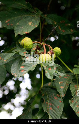 Horse Chestnuts in their spiky cocoon growing on the tree in early ...