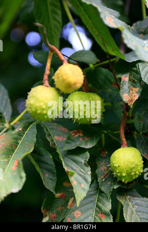 Horse Chestnuts in their spiky cocoon growing on the tree in early ...