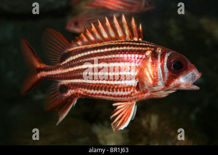 Red Striped Squirrel fish (Sargocentron rubrum) also known as redcoat ...
