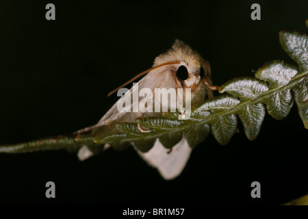 Fen Wainscott, Arenostola phragmitidis, moth cleaning its antenna Stock ...