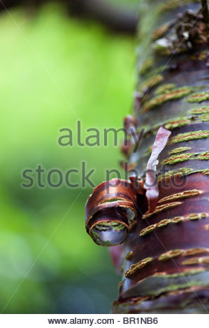 Prunus Rufa, Himalayan cherry tree bark Stock Photo, Royalty Free Image ...