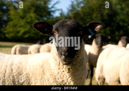 Suffolk Mule cross breed sheep Stock Photo - Alamy