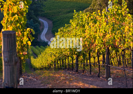 Australia South Australia Adelaide Hills Summertown Stock Photo - Alamy