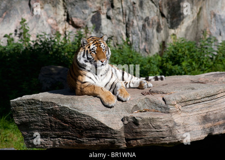 A Tiger at Zoo felis tigris Stock Photo - Alamy